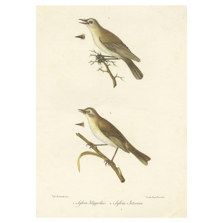 Stunning Handcolored Old Bird Print of the Willow Wren and Icterine ...