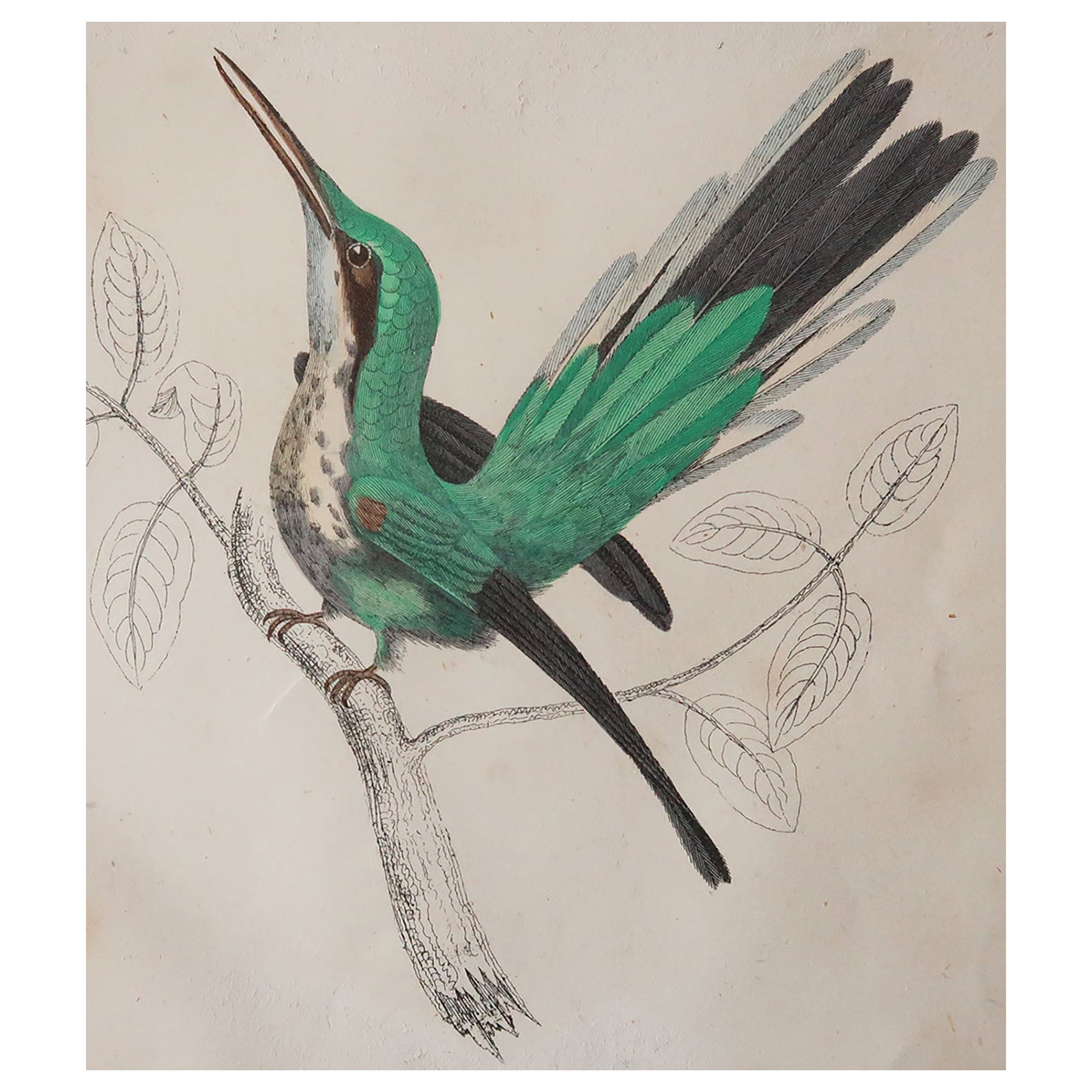 Original Antique Print of a Hummingbird, 1847 'Unframed' at 1stDibs