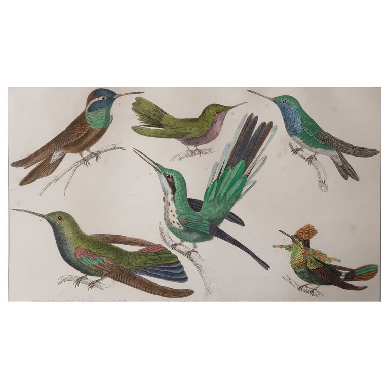 Original Antique Print of Hummingbirds, 1847, Unframed For Sale at 1stDibs
