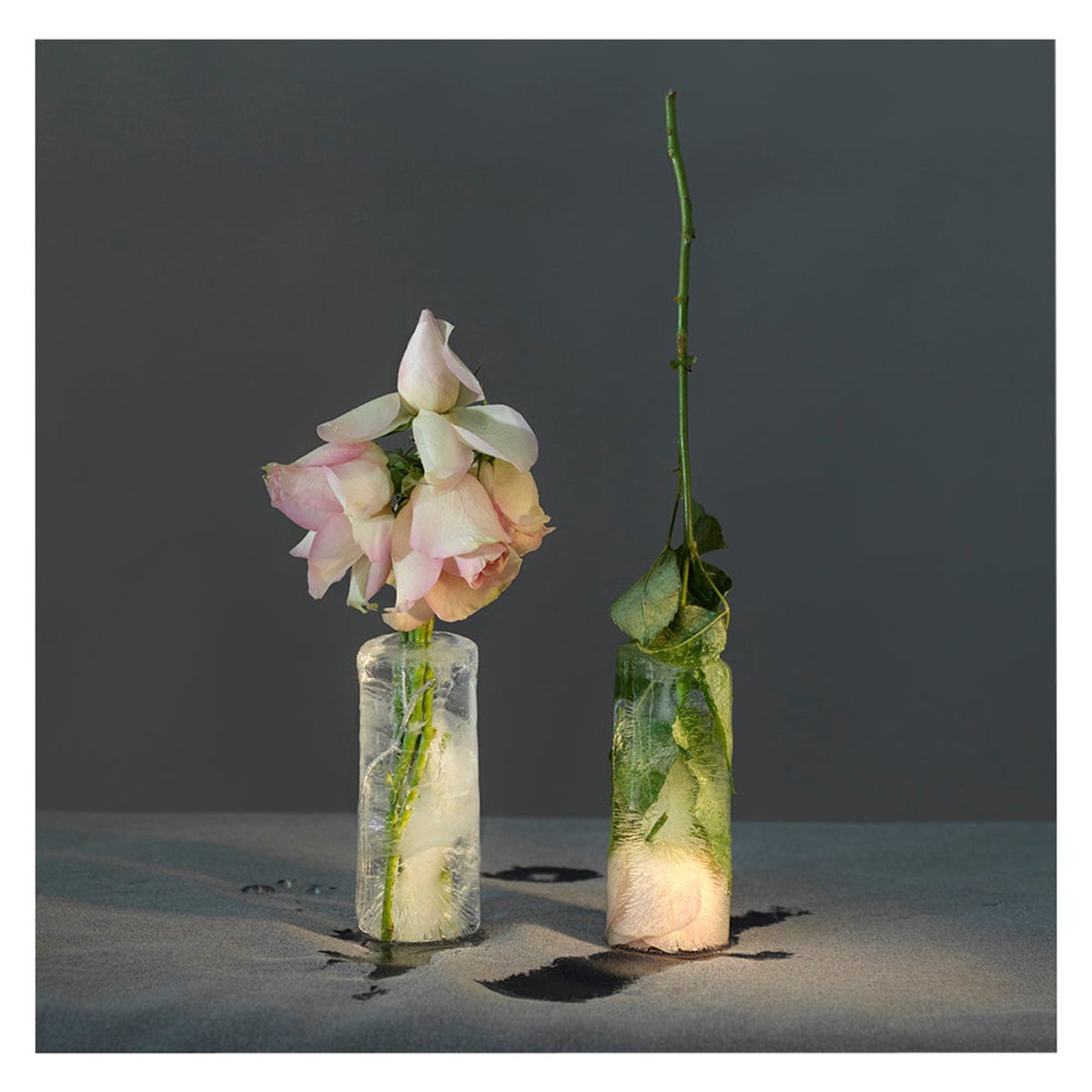 Deborah Murdoch x Garthivan Fine Art Photography Flower Bloom No.1 For ...