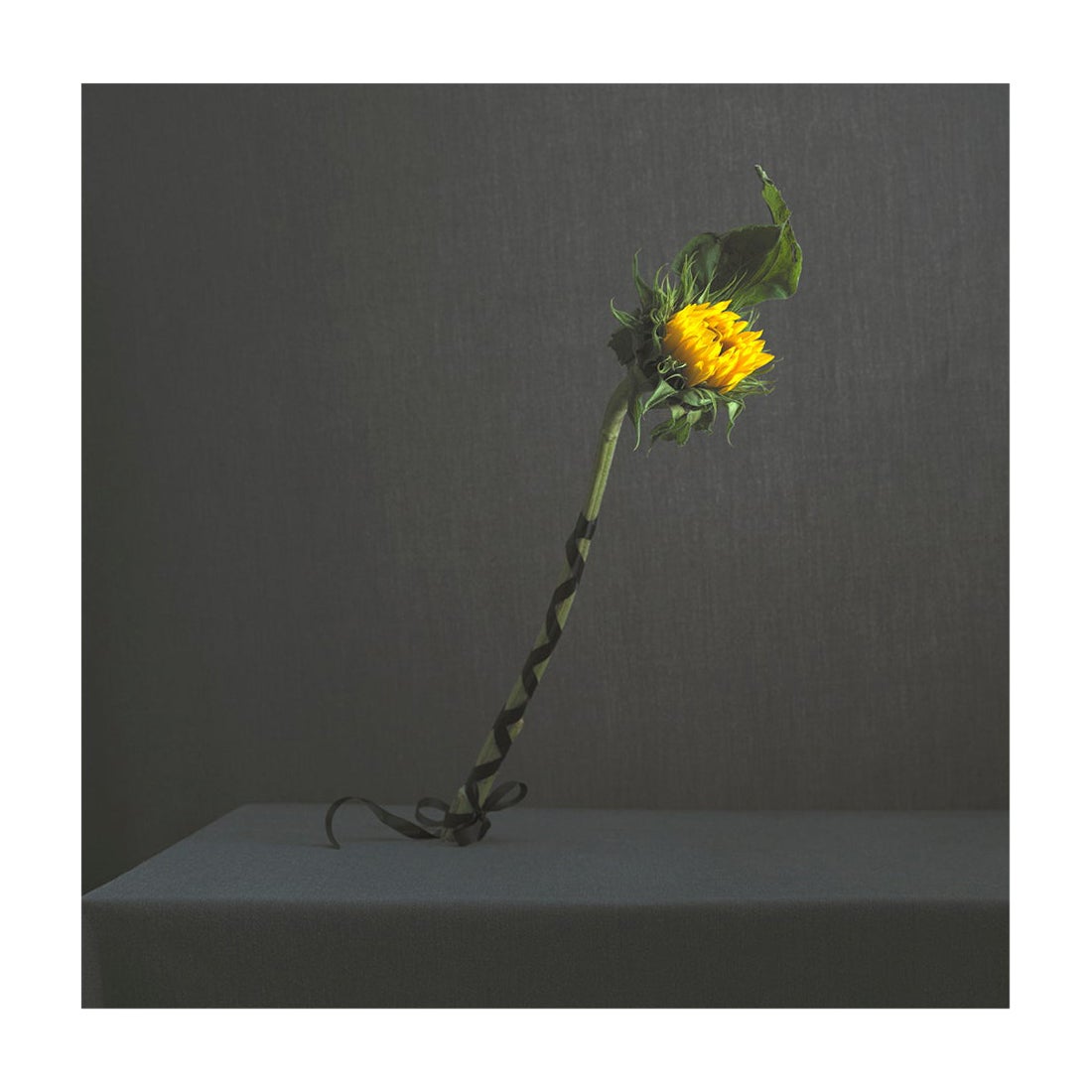 Deborah Murdoch x Garthivan Fine Art Photography Flowerbloom No.3 For ...