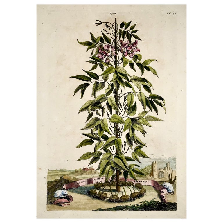 1696 Abraham Munting, American Peanut, Earthnut, Folio Engraving For ...