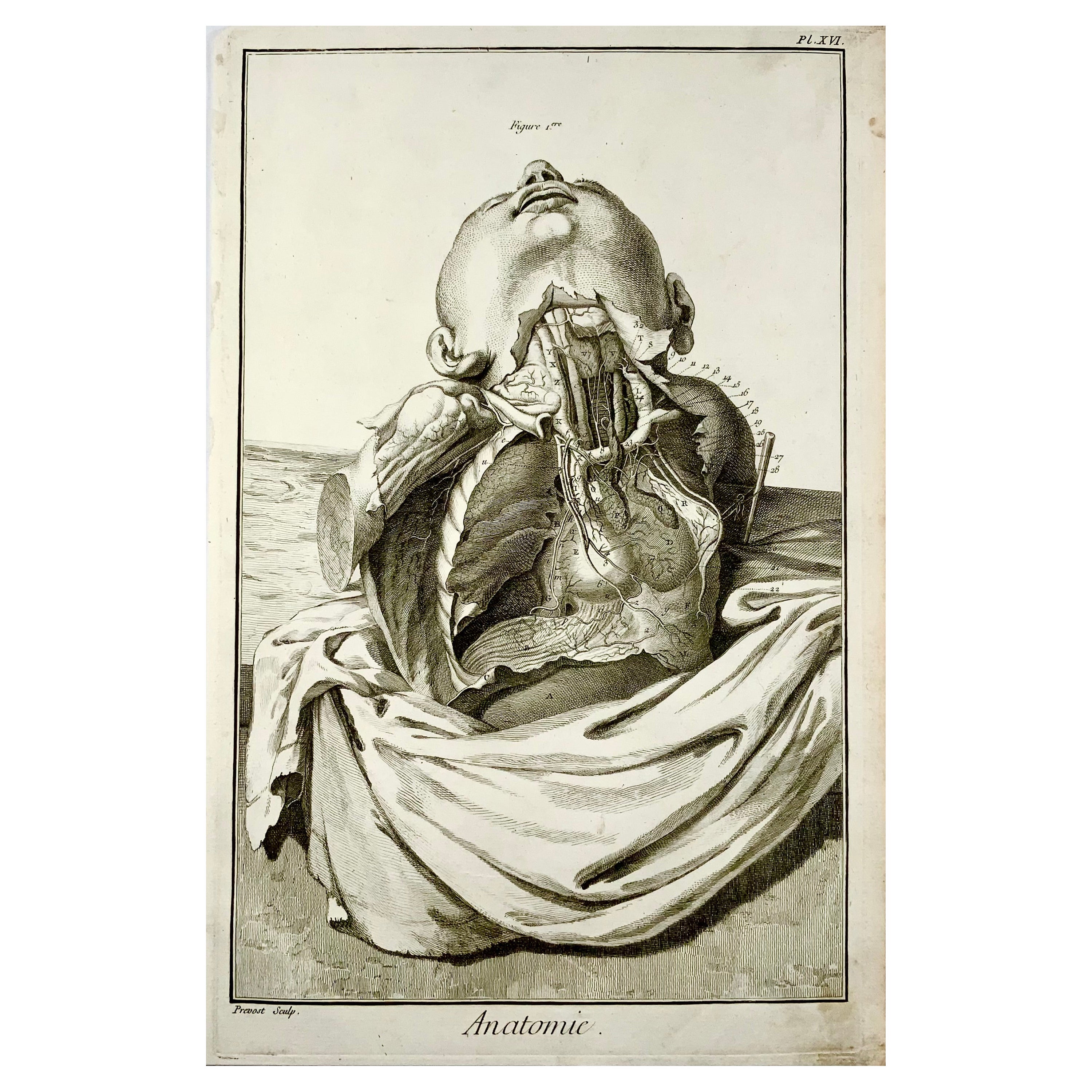 Antique Anatomy Print of the Female Reproductive Organs, 1798 For Sale ...