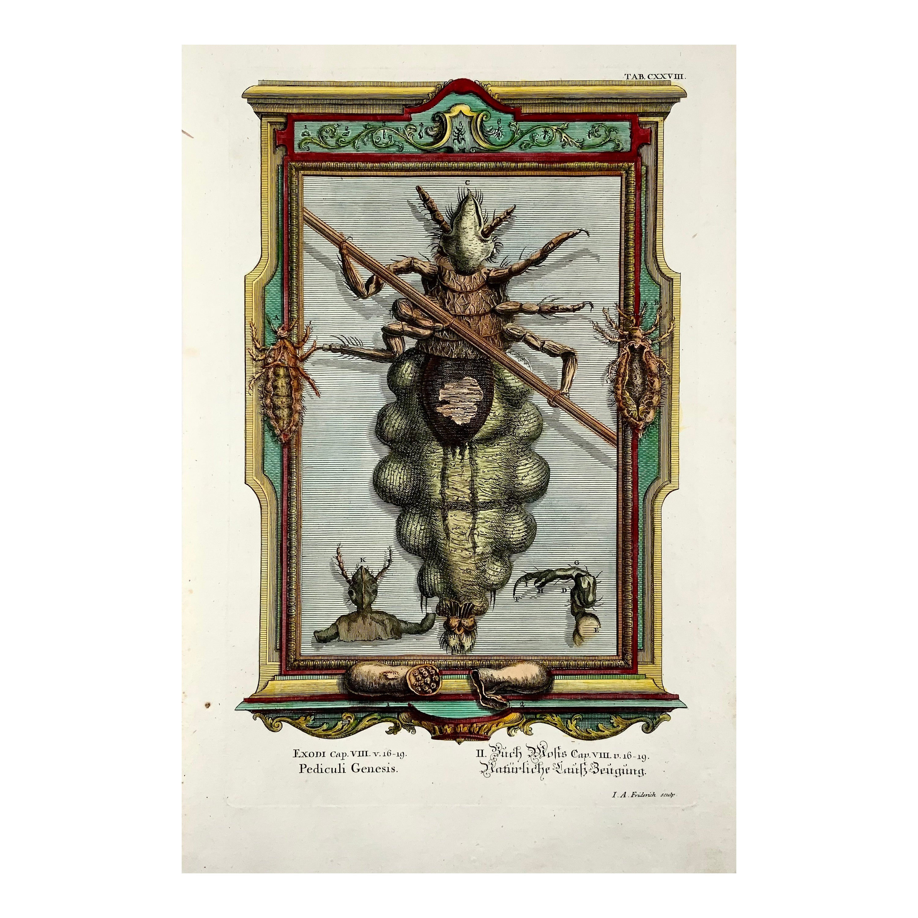 Eberhard Rumpf, Sybilla Merian, Coquillages de mer, Vie marine, Folio ...