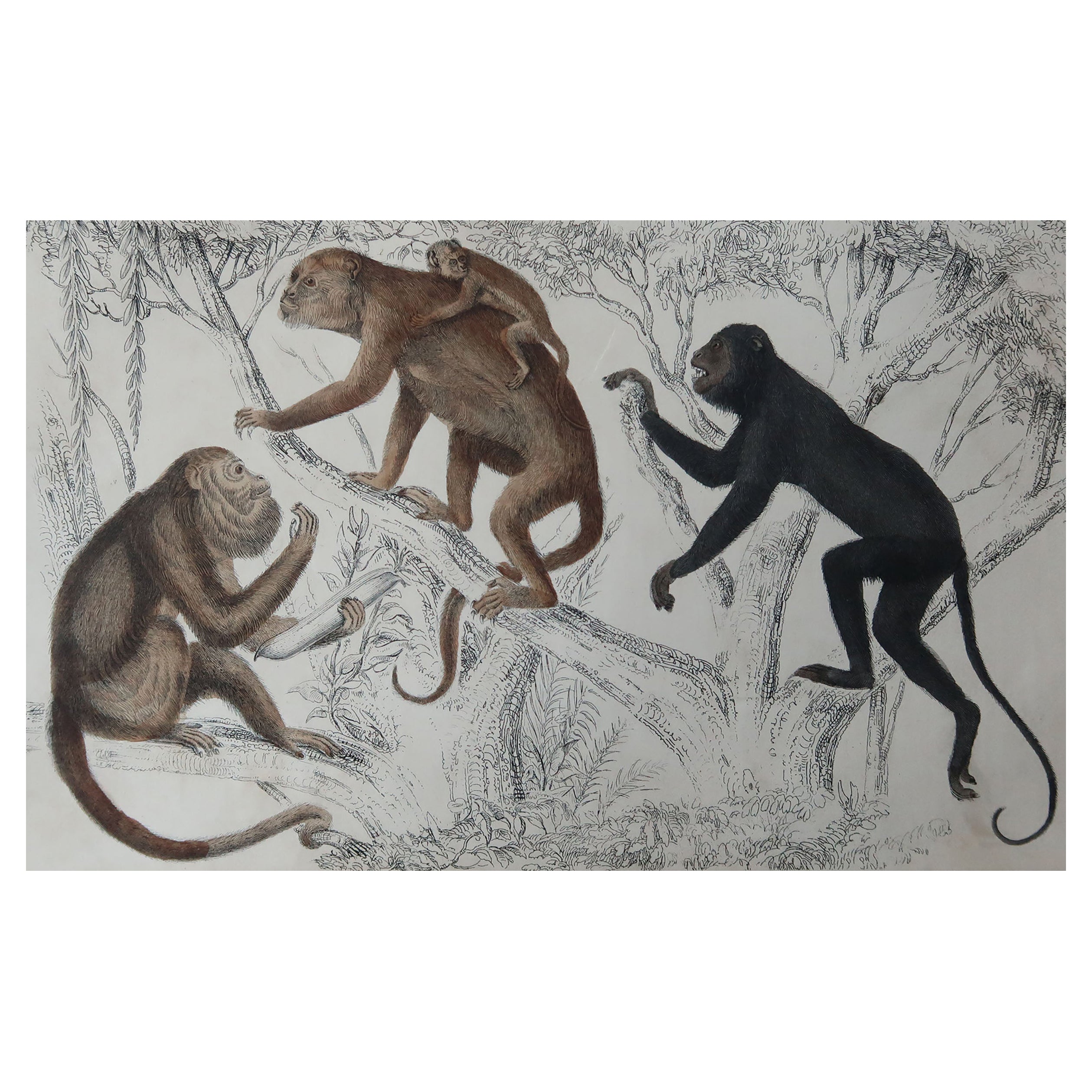 Antique Animal Print of Various Monkeys by Bertuch, circa 1800 For Sale ...