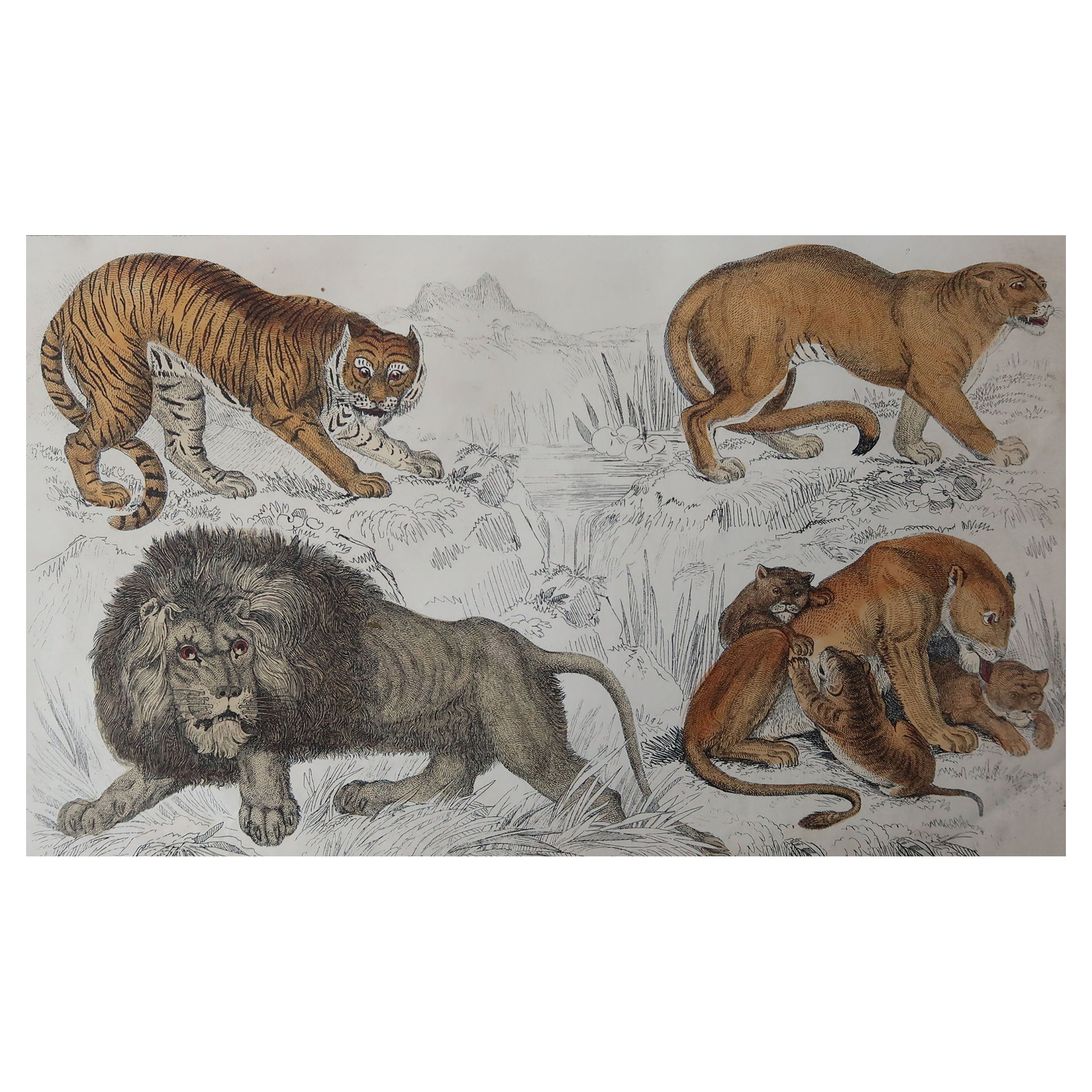 Antique Print of a Lion Ant creating a Funnel Shaped Trap in Sand For ...