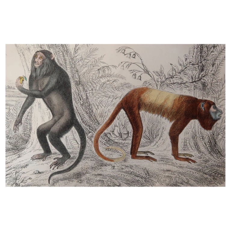 Original Antique Print of Monkeys, 1847 'Unframed' For Sale at 1stDibs