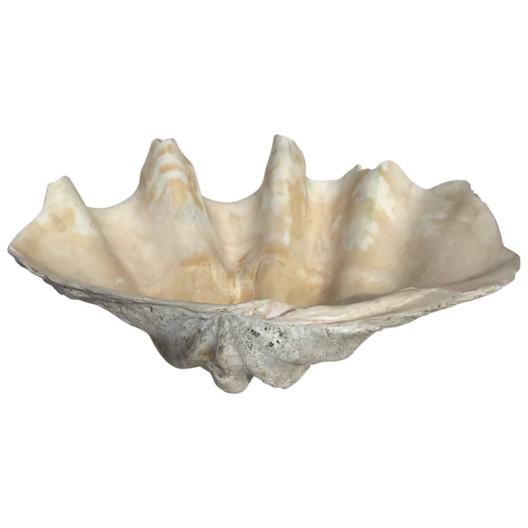 Giant 28 Inch Natural Clam Shell Specimen at 1stDibs