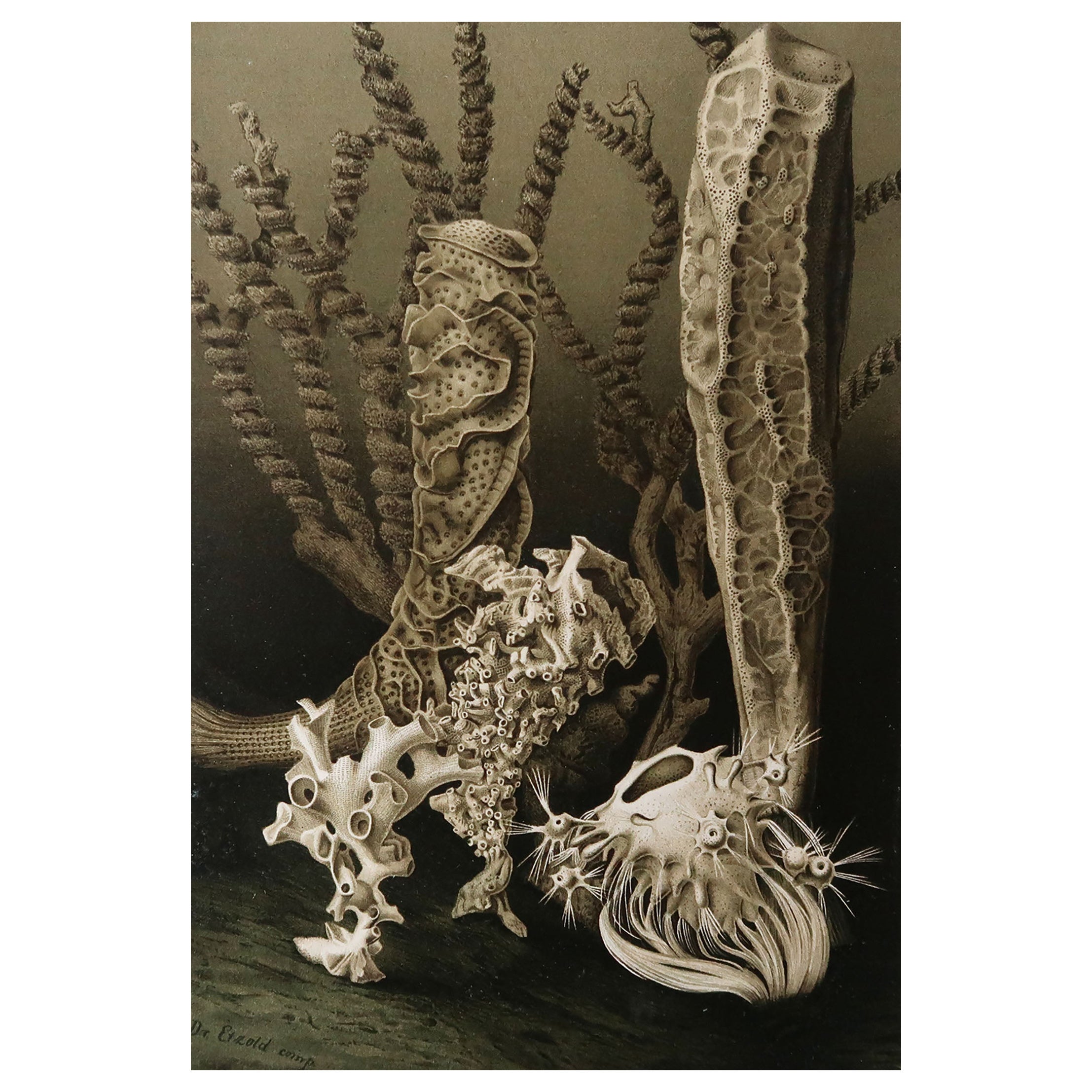 Antique Print of Gypsy Women by Grégoire, '1883' For Sale at 1stDibs