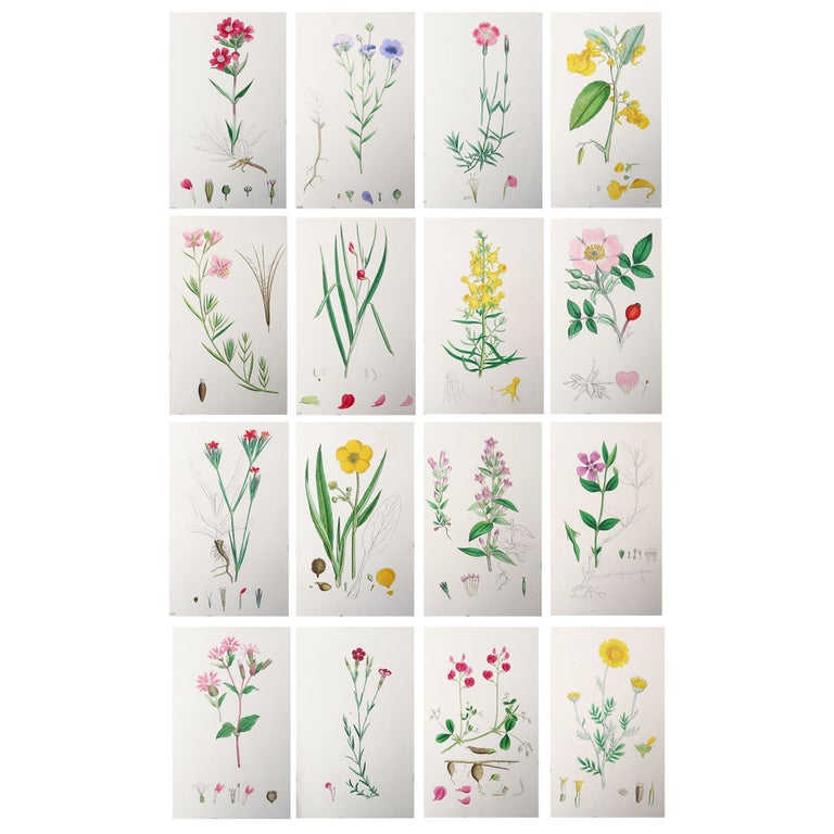 Set of 16 Original Antique Botanical Prints, Circa 1850 at 1stDibs