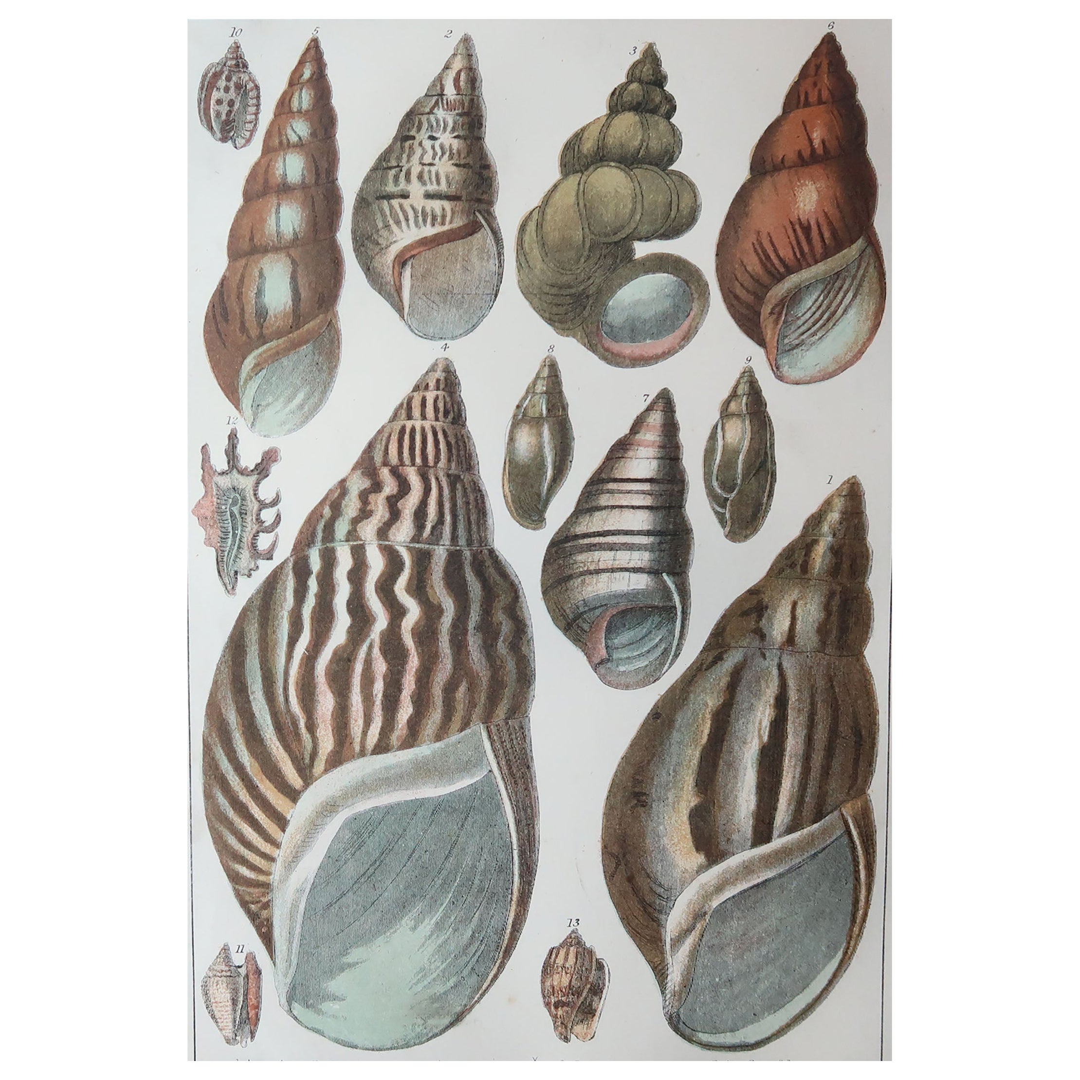 Original Antique Print of Shells, 1847 'Unframed' For Sale at 1stDibs