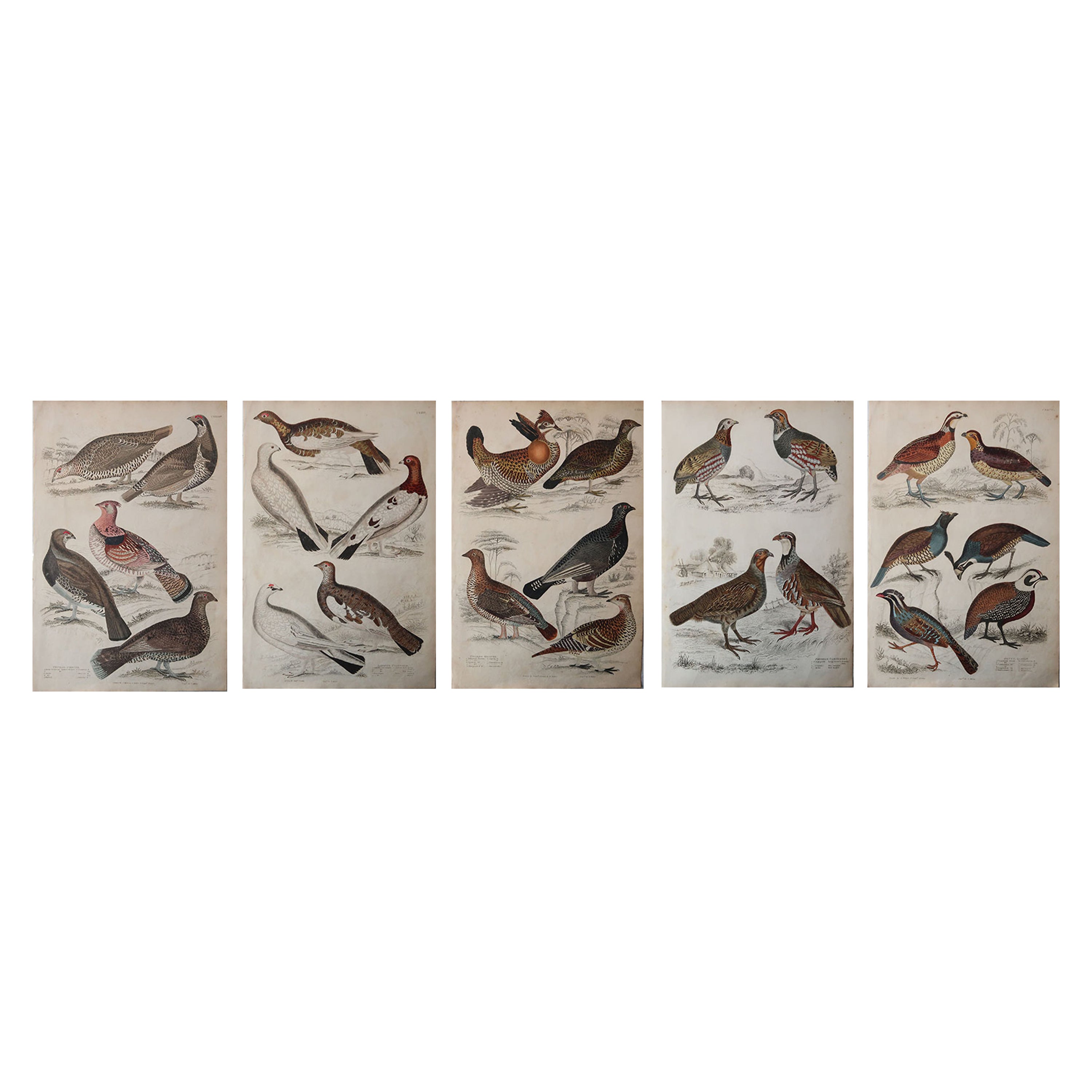 Set of 2 Antique Birds Prints of the Imperial Eagle and Turkey Vulture ...