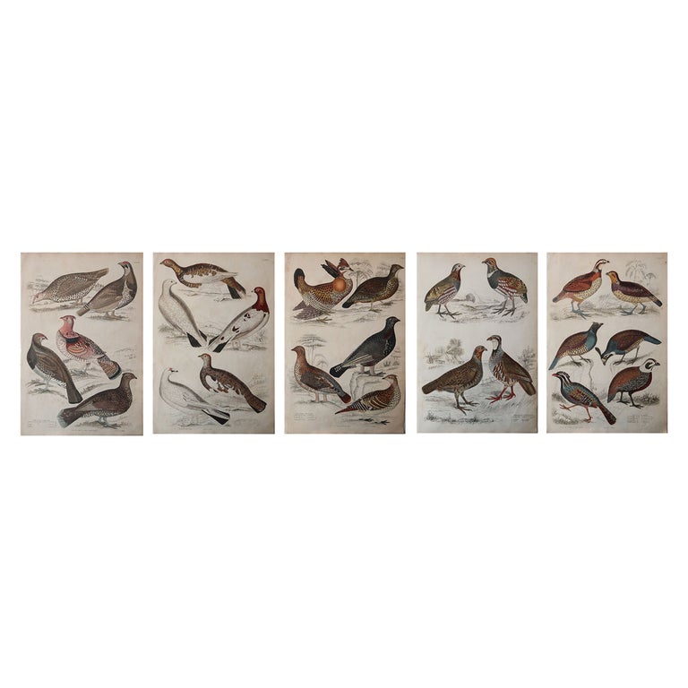 Set of 5 Original Antique Prints of Game Birds, 1830s For Sale at 1stDibs