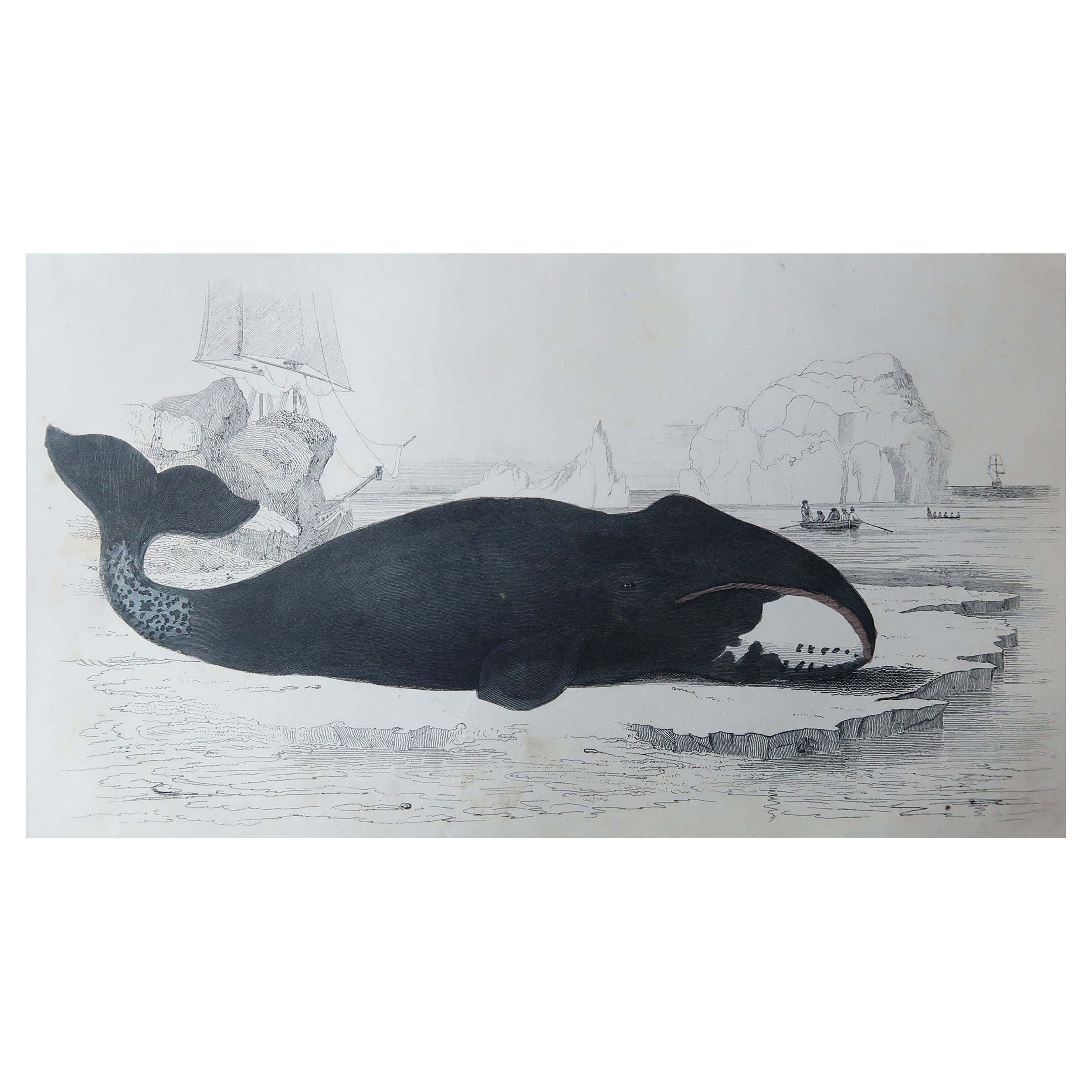 Antique Print of Paratene Wearing the Parawai by Angas, 1847 For Sale ...