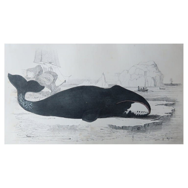 Original Antique Print of a Whale, 1847 'Unframed' For Sale at 1stDibs
