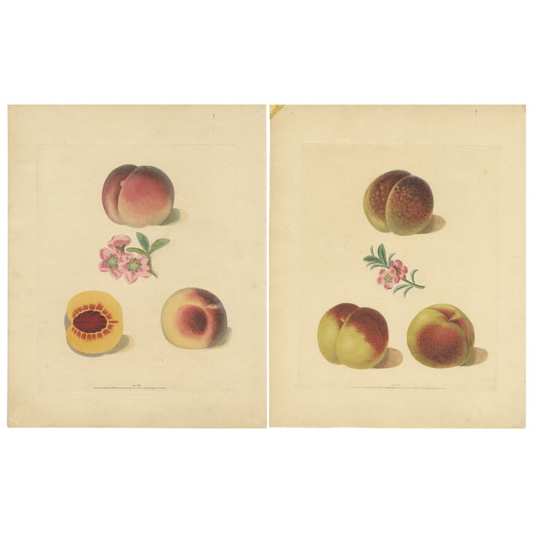 Set of Two Antique Prints of Various Peach Varieties For Sale at 1stDibs