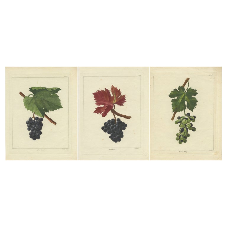 Set of Three Antique Prints of Various Red Grape Varieties For Sale at ...