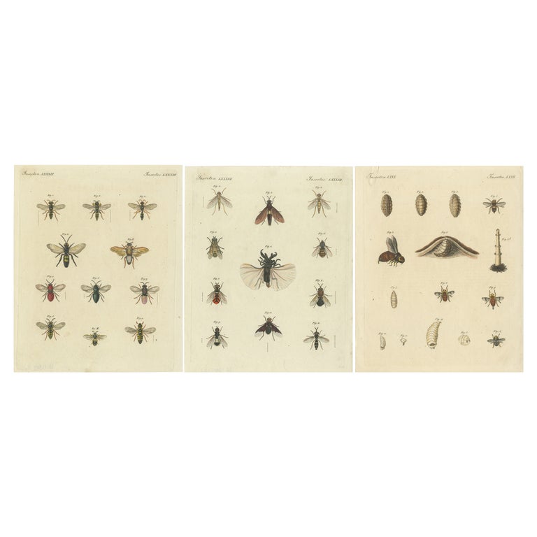 Set of 3 Antique Prints of various Insects including Wasps and Flies ...