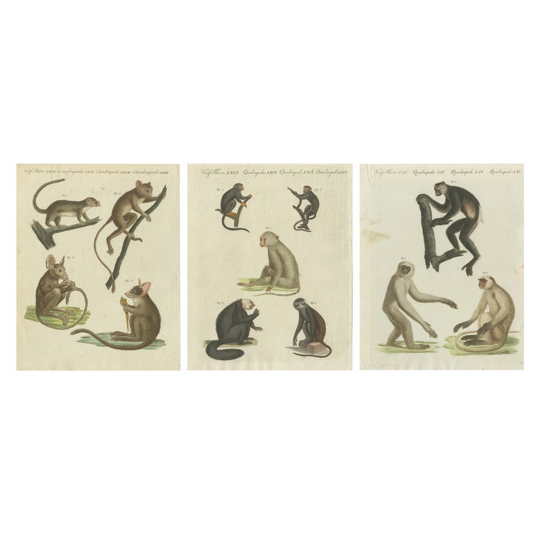 Set of three Antique Prints of various Monkeys, also including Maki For ...