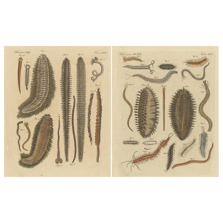 Set of 2 Antique Prints of various Sea Worms or Marine Worms For Sale ...