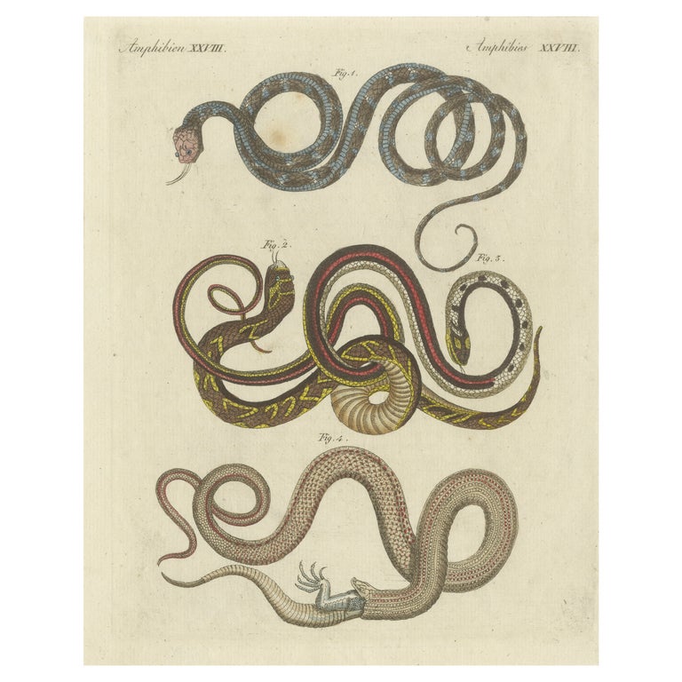 Antique Print of various Snakes including the Buff Striped Keelback ...