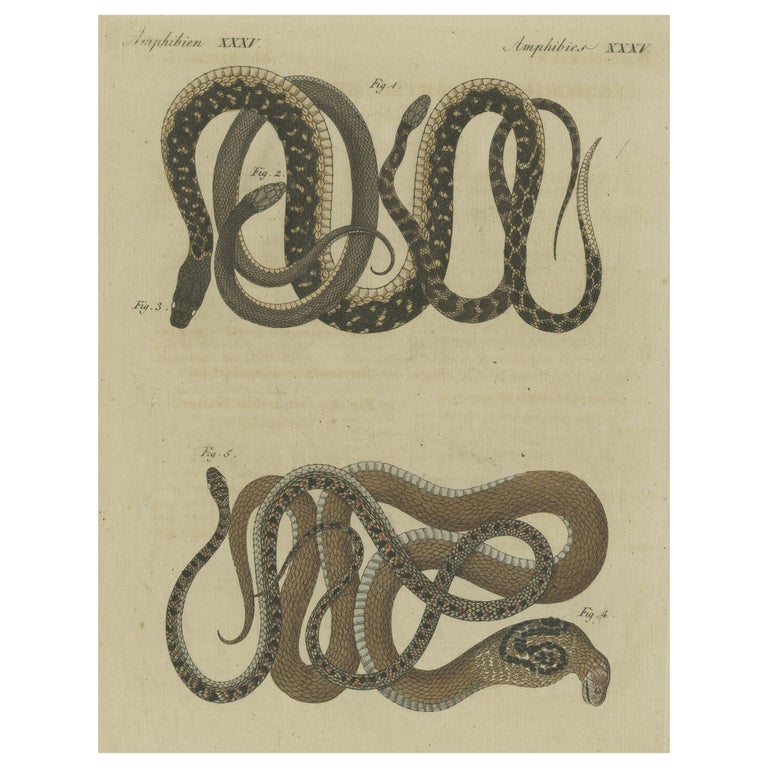 Antique Hand-colored Engraving of Five various Snakes, incl Dahl's Whip ...