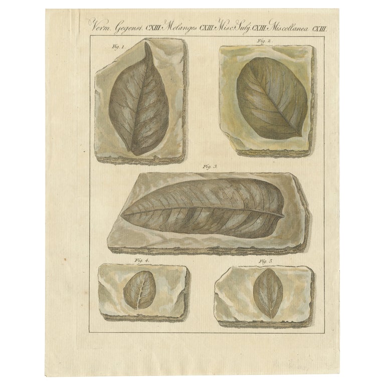 Antique Print of Fossil Leaves from the Prehistoric Period For Sale at ...