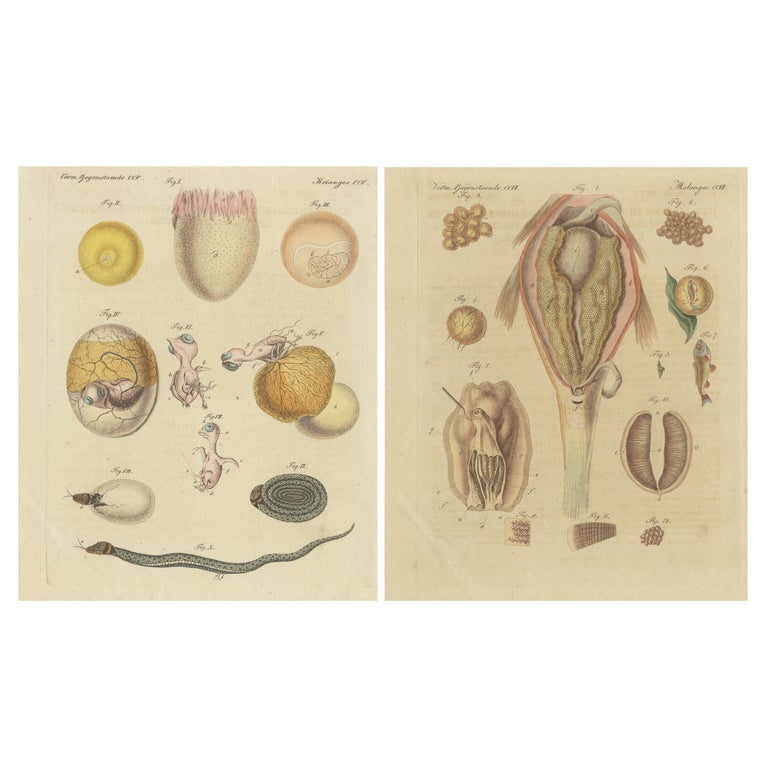 Ensemble de deux estampes anciennes d'embryons d'un poulet, d'un pigeon ...