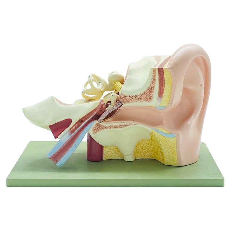 Anatomical Model of the Human Ear by Somso, 1950s For Sale at 1stDibs