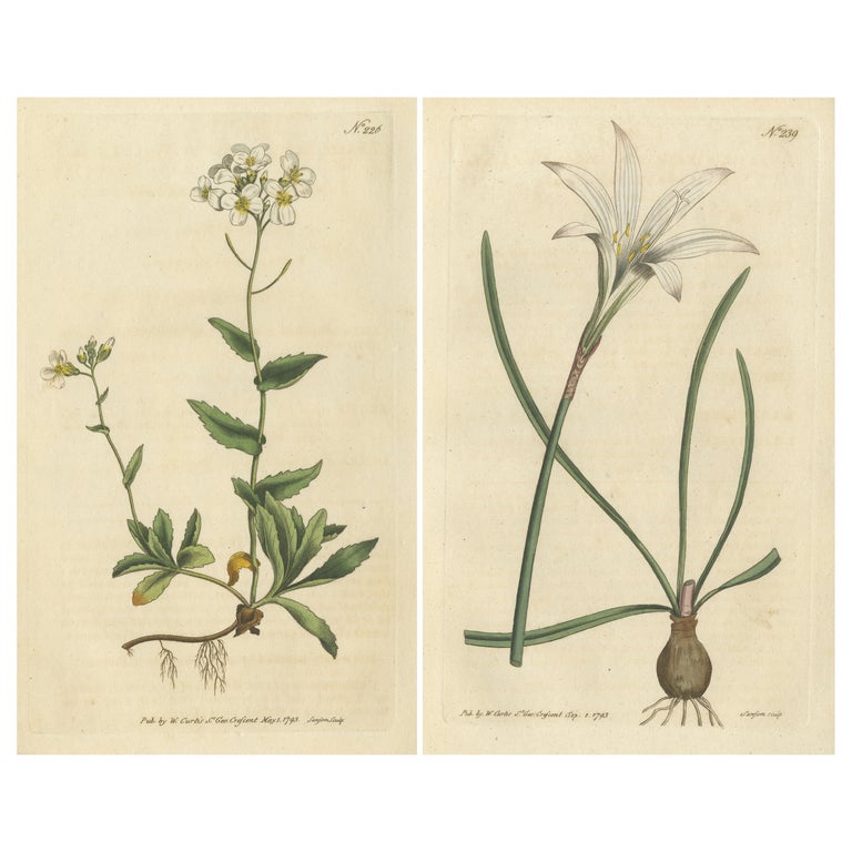Set of 2 Antique Botany Prints, Alpine Wall-Cress, Atamasco Lily For ...