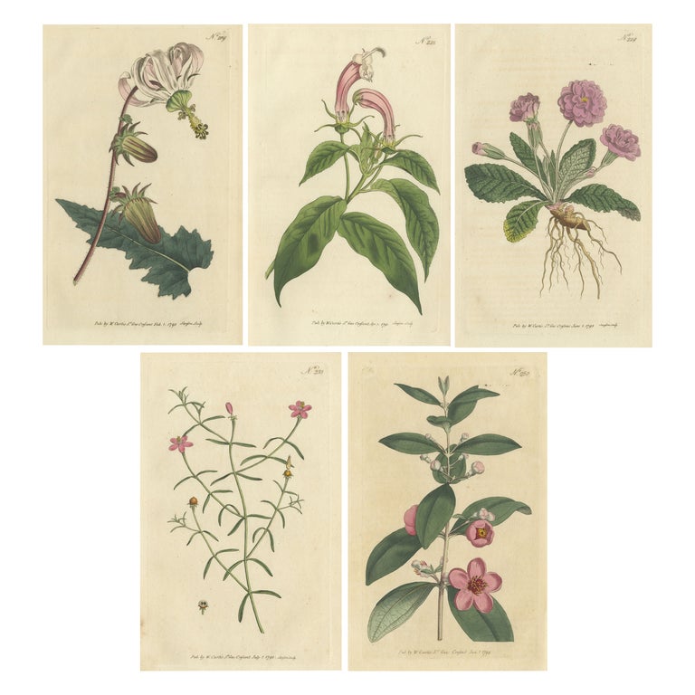 Set of 5 Antique Botany Prints - Myrtle - Primrose - Lobelia and Two ...