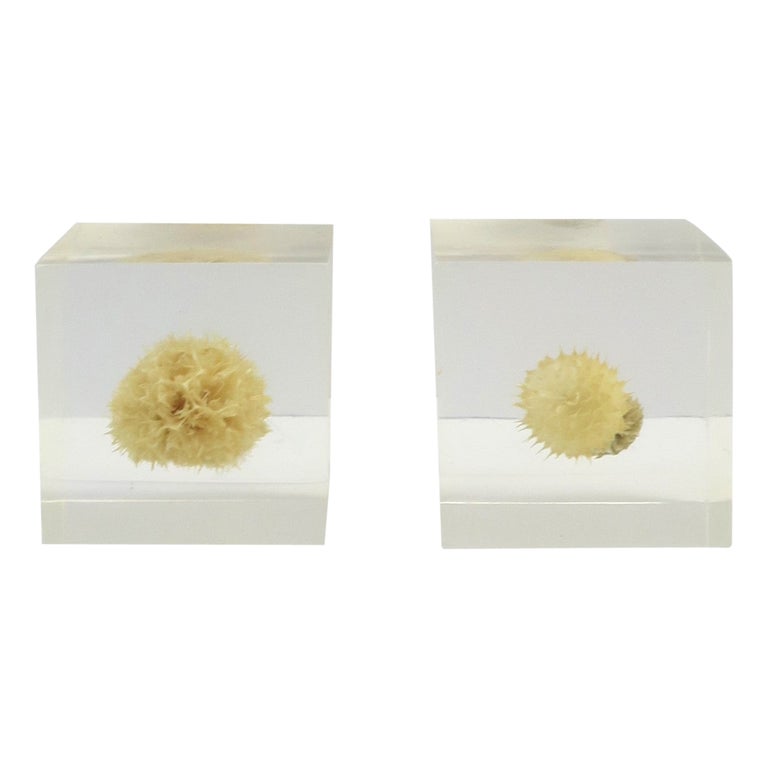 Lucite Flower Bud Cubes Decorative Objects Organic Modern, Set of 2 For ...