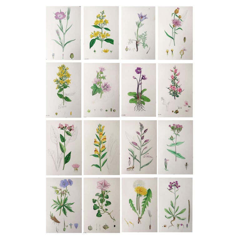 Set of 16 Original Antique Botanical Prints, Circa 1850 For Sale at 1stDibs