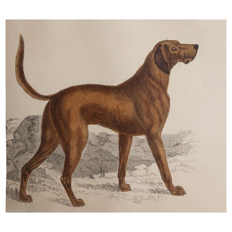 Original Antique Print of An English Sporting Dog, 1847 'Unframed' For ...