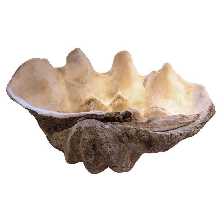Giant Clam Shell Natural Specimen For Sale at 1stDibs