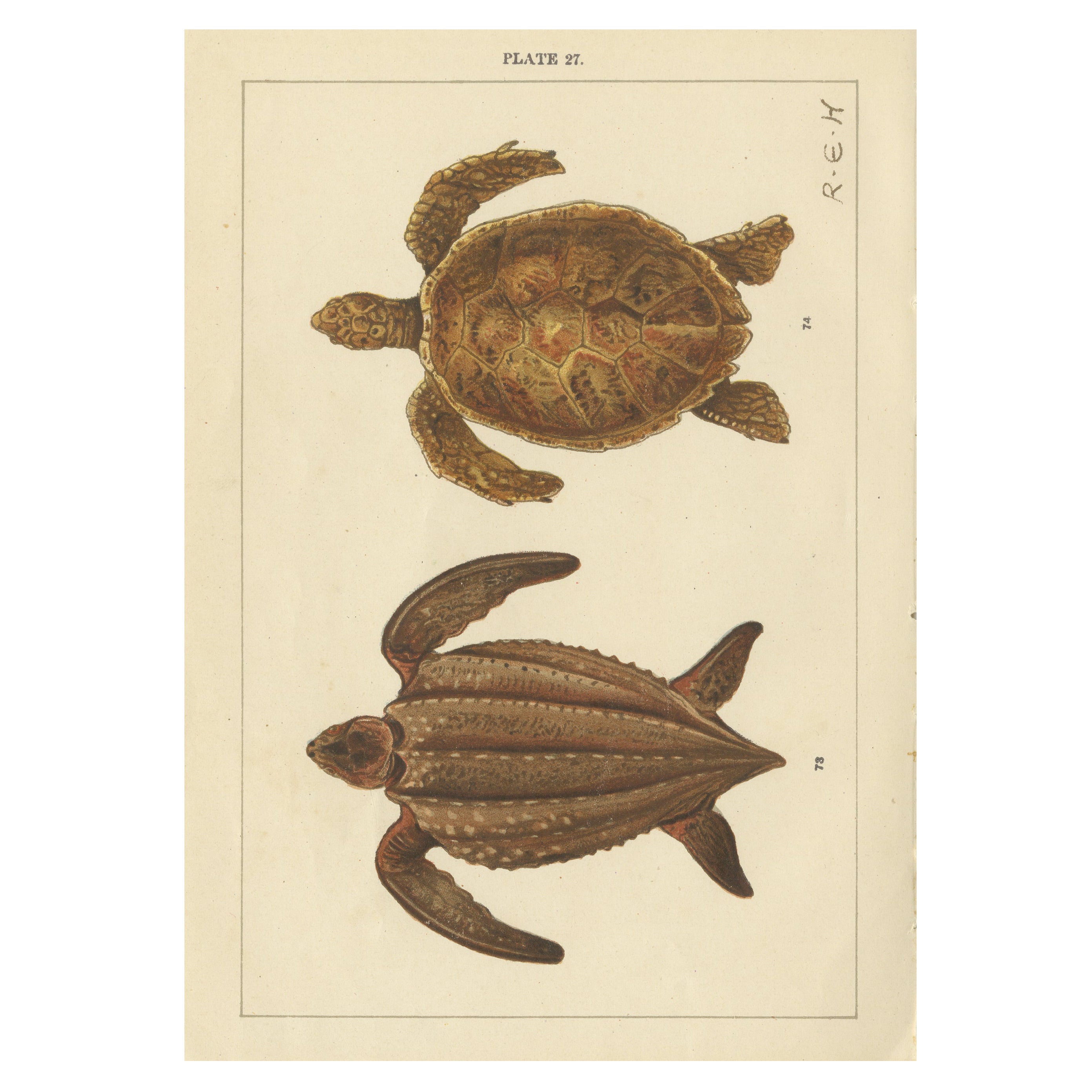 Antique Turtle Shell For Sale at 1stDibs