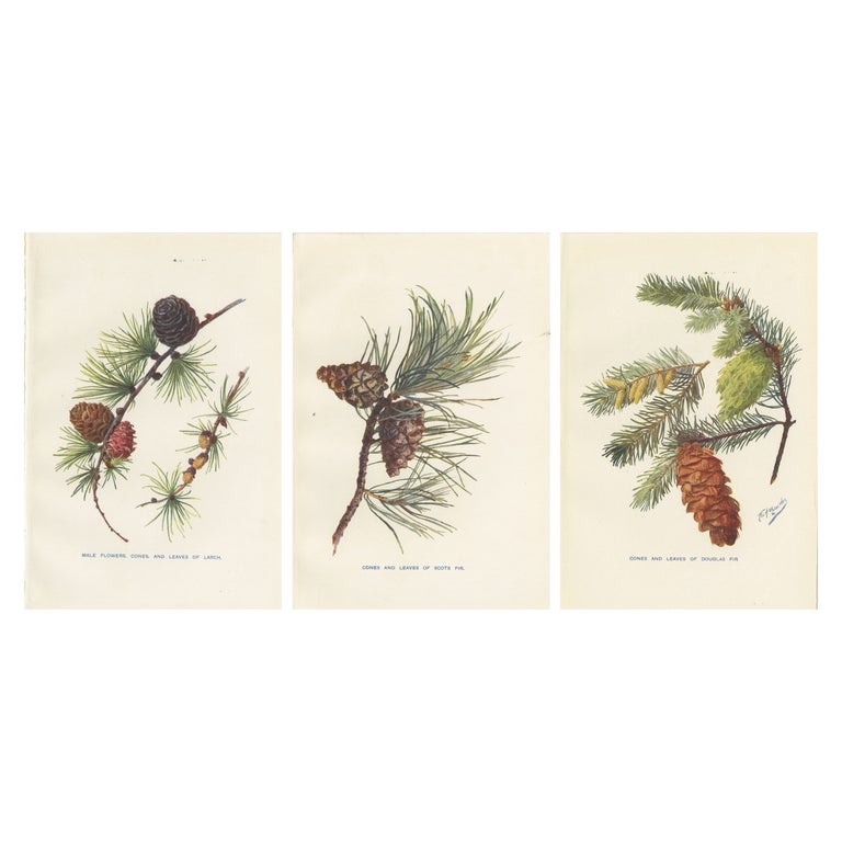 Set of 3 Vintage Prints of Pine Trees and Pine Cones, Douglas Fir For ...