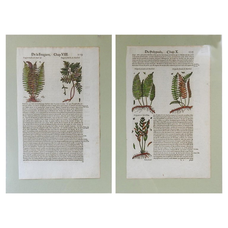 1653 Gerard Herbal Hand Colored Botanical Ferns Woodcuts - a Pair For ...