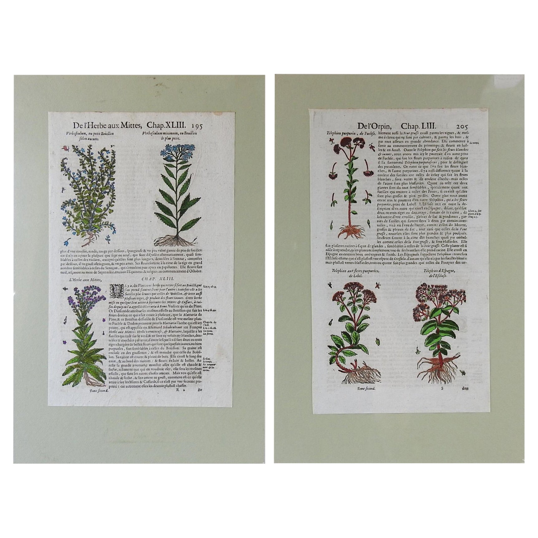 A Hand Colored Botanical Prints for Biology Class For Sale at 1stDibs