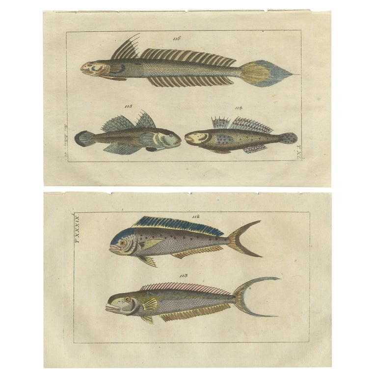 Set of 2 Antique Fish Prints - Dolphin Fish - Goby - Sand Tilefish For ...