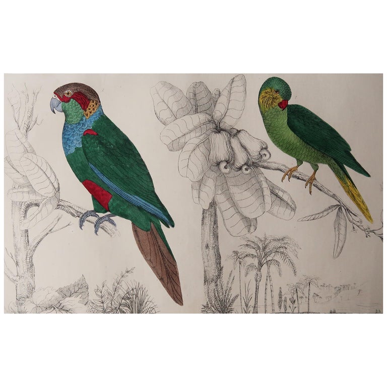 Original Antique Print of Parrots, 1847 'Unframed' For Sale at 1stDibs