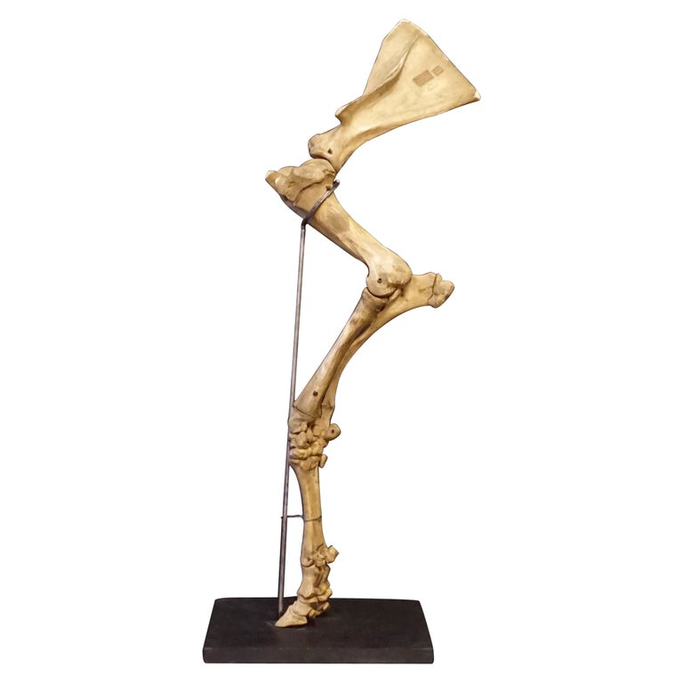 1920s Czech Taxidermy Cow Tur Domácí Bos Taurus Hind Leg Bone Classroom ...