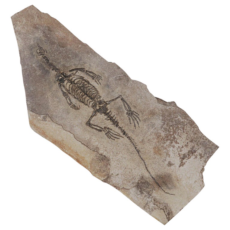 Extremely Rare Fossil of a Claudiosaurus 'Claudiosaurus Germaini' For ...