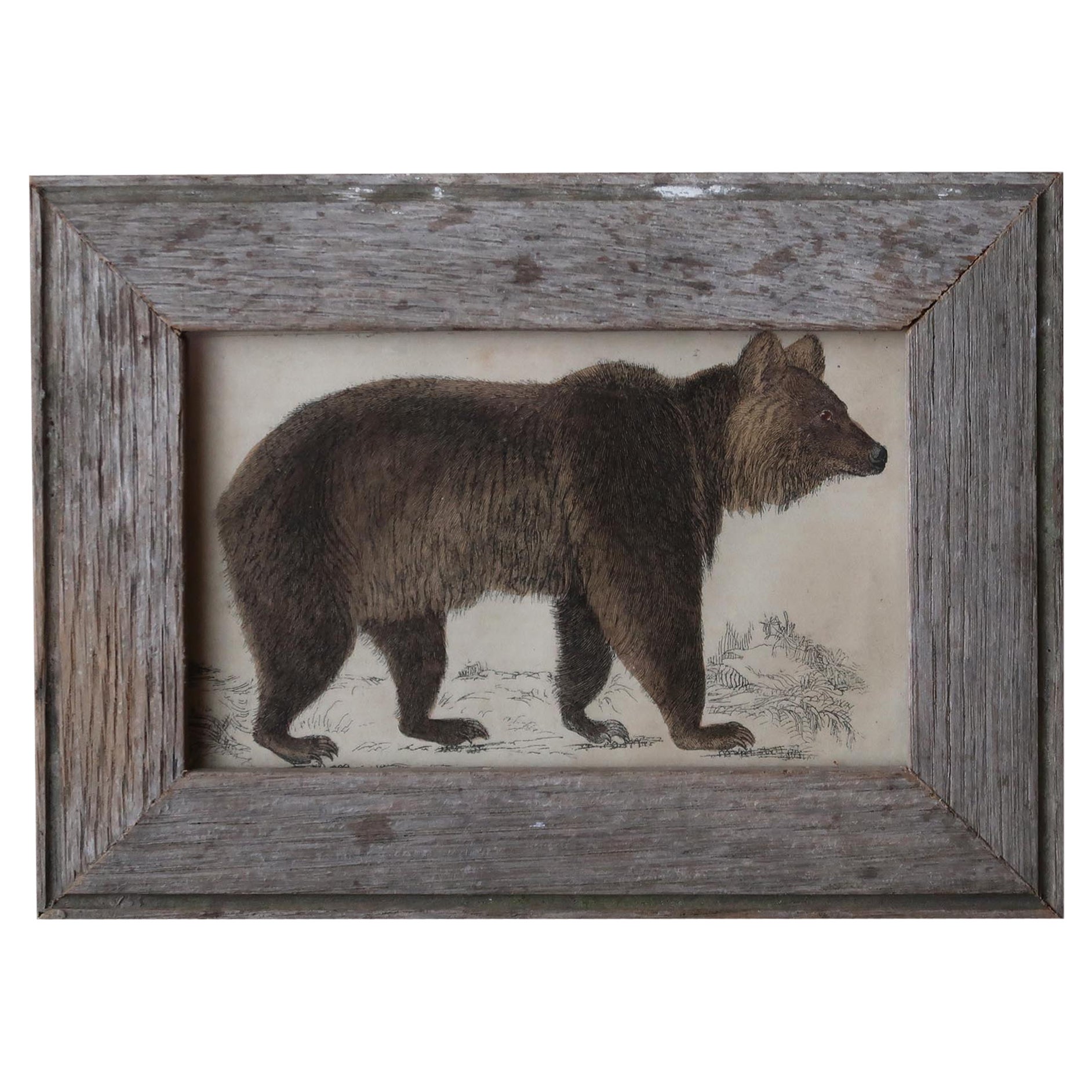 Antique Print of a Black Bear, Brown Bear and Polar Bear, circa 1850 ...