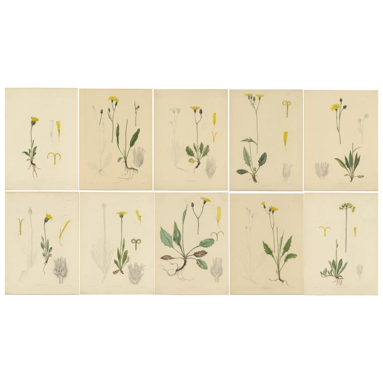 Set of 10 Antique Botany Prints H. Alpinum and other Flowering Plants ...