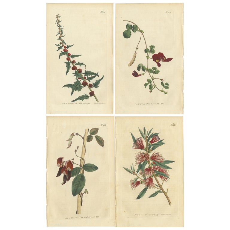 Set of 4 Antique Botany Prints, Strawberry Blite, Glycine, Metrosideros ...