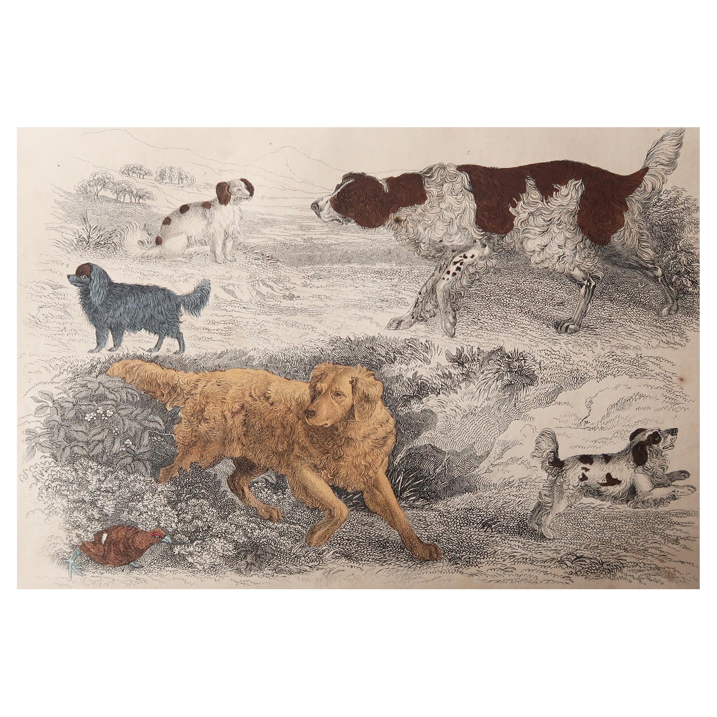 Antique Print of Prize Dogs at the Crystal Palace Dog Show, 1870 at 1stDibs