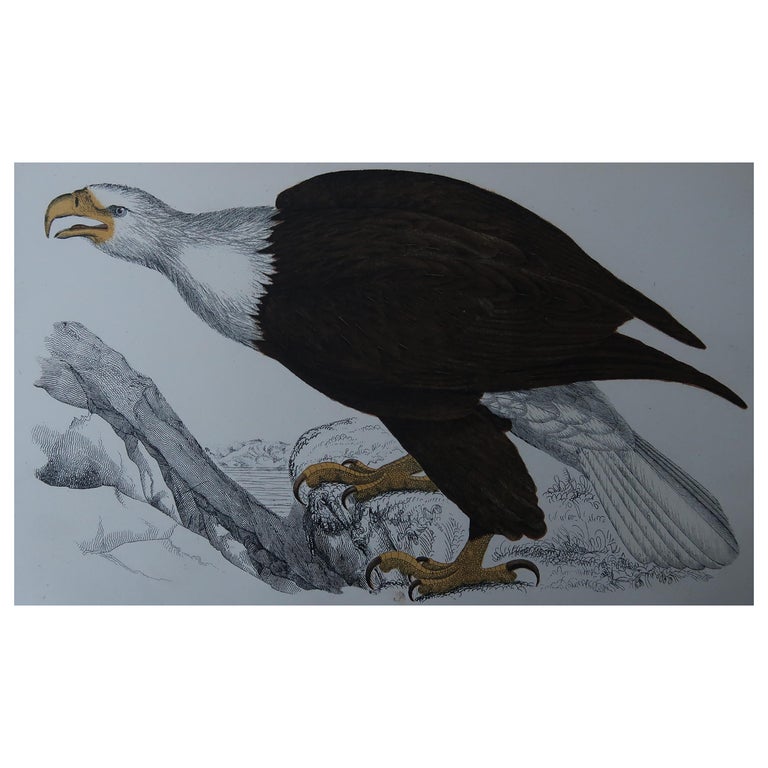 Original Antique Print of an Eagle, 1847 'Unframed' For Sale at 1stDibs