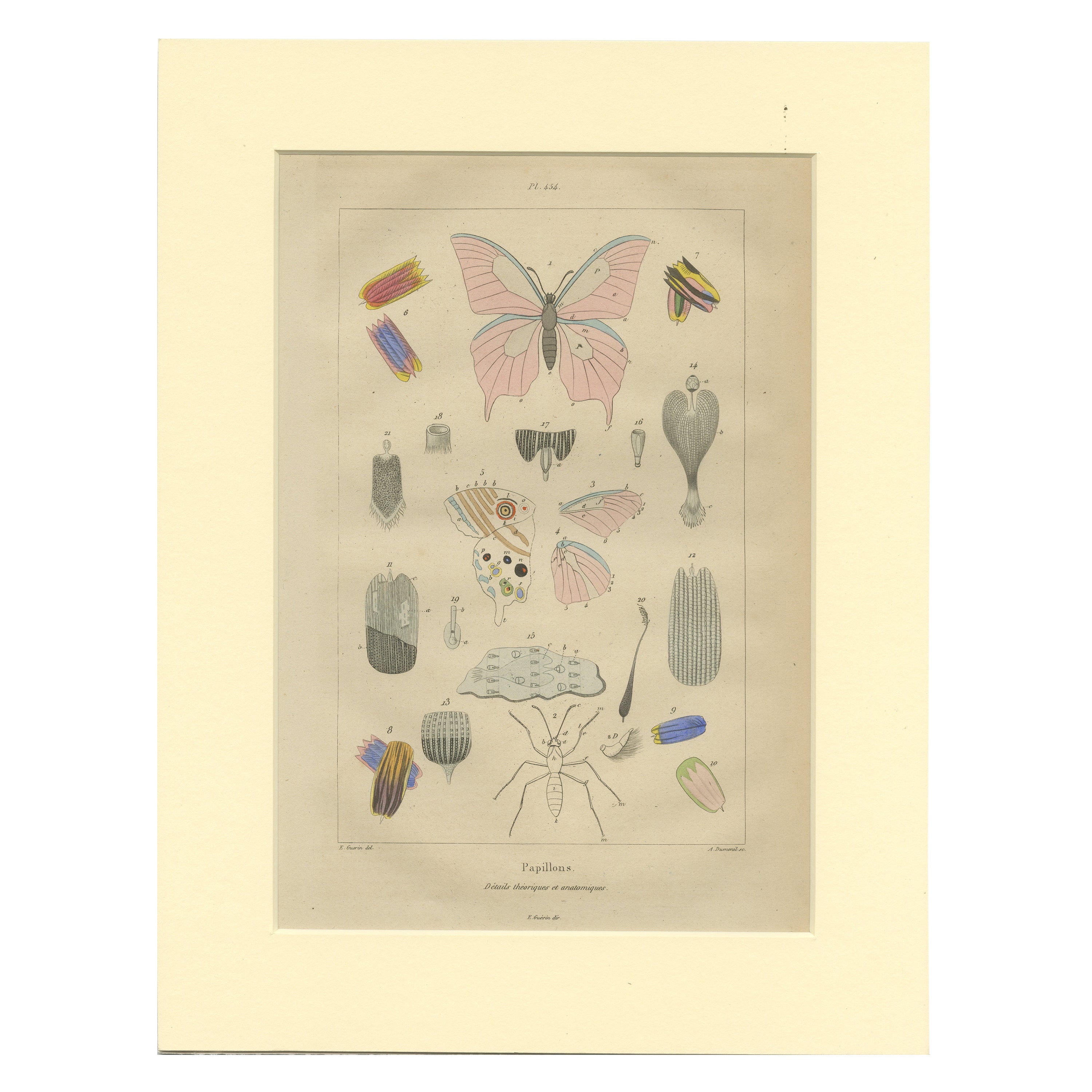 Antique Print of German Butterflies For Sale at 1stDibs