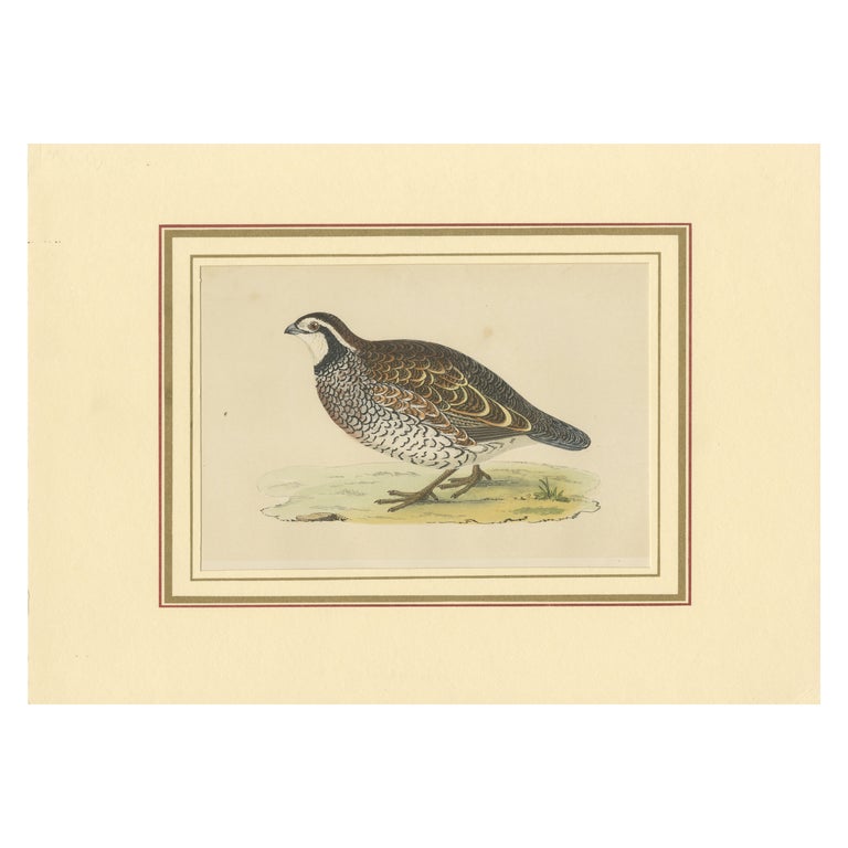 Ancienne estampe d'oiseau d'un particules de Virginie En vente sur 1stDibs